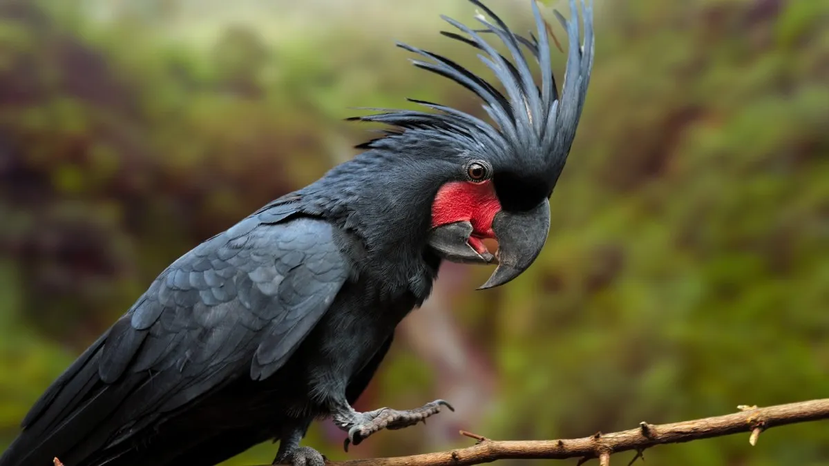 Vẹt Palm CocKatoo - loài vẹt có mào đẹp nhất thế giới