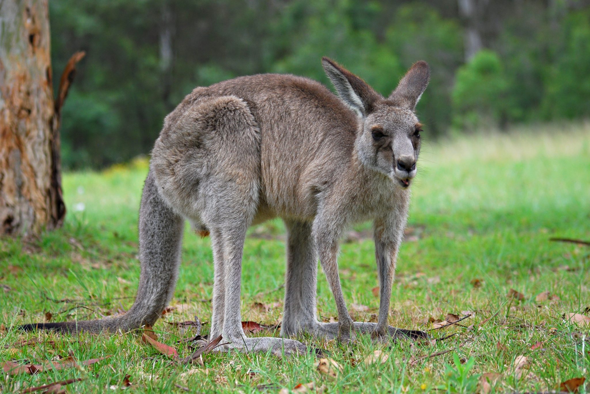 Đặc Điểm Của Loài Kangaroo: Một Vẻ Đẹp Tự Nhiên Hấp Dẫn - ASIAPATA VIET NAM