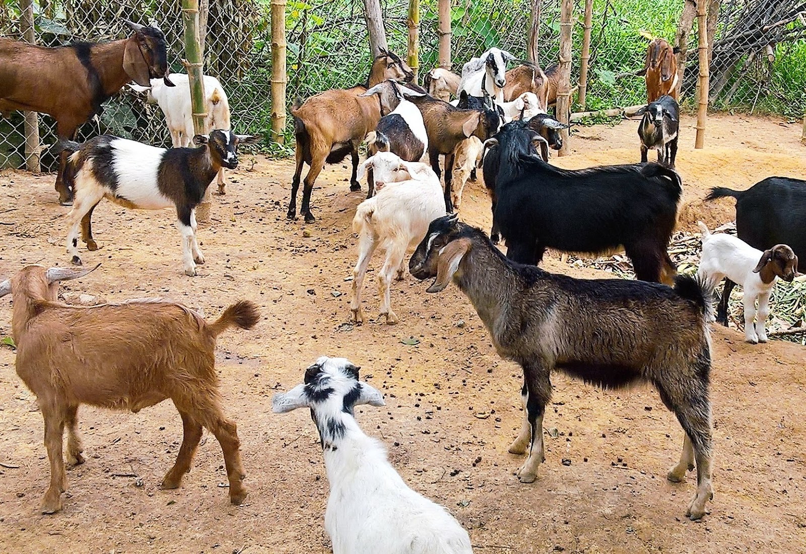 Goat Breeds Allowed for Import into Vietnam - ASIAPATA VIET NAM