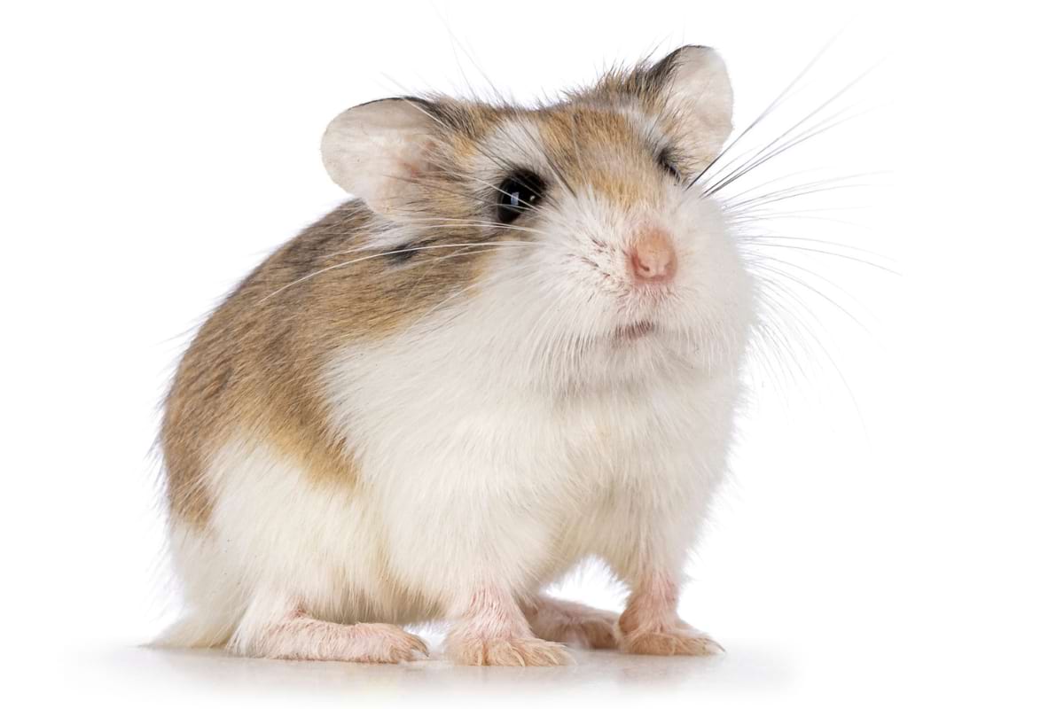 Các giống hamster phổ biến và đặc điểm của chúng