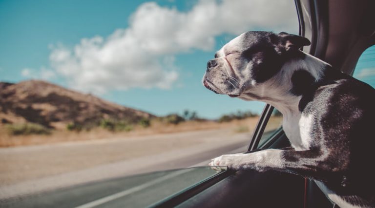 Lưu trữ Flying to Italy with Your Furry Companion: A 2025 Guide to Pet ...