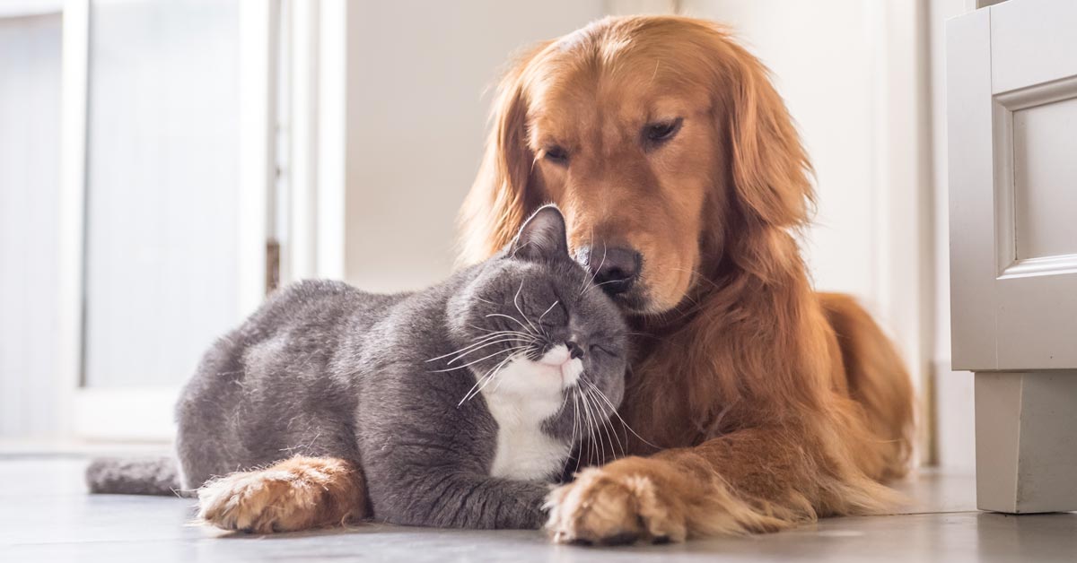 All you need to know about bringing your pet to Indonesia