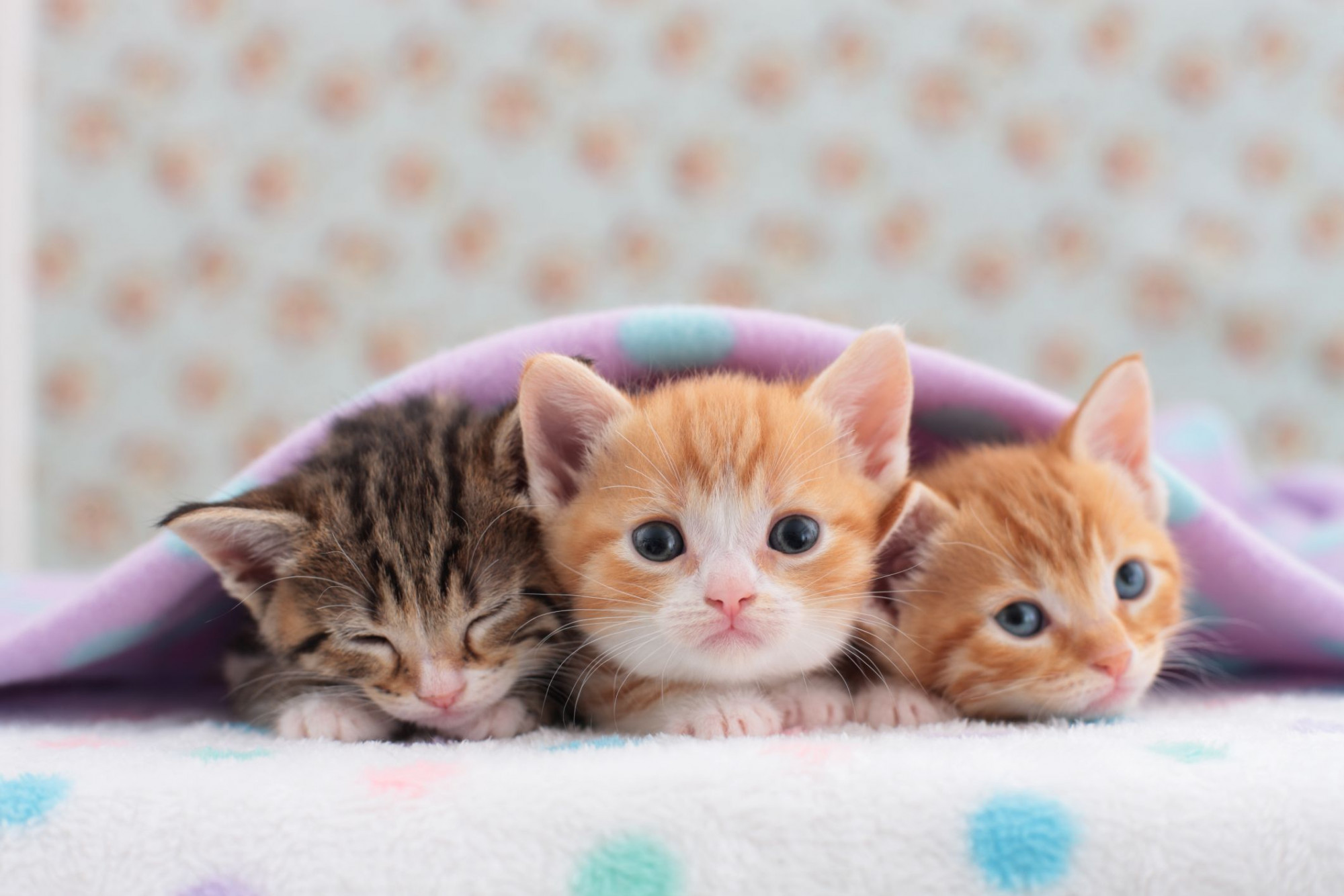 What to Keep in Mind When Caring for Newborn Pets - ASIAPATA - Asia Pet ...