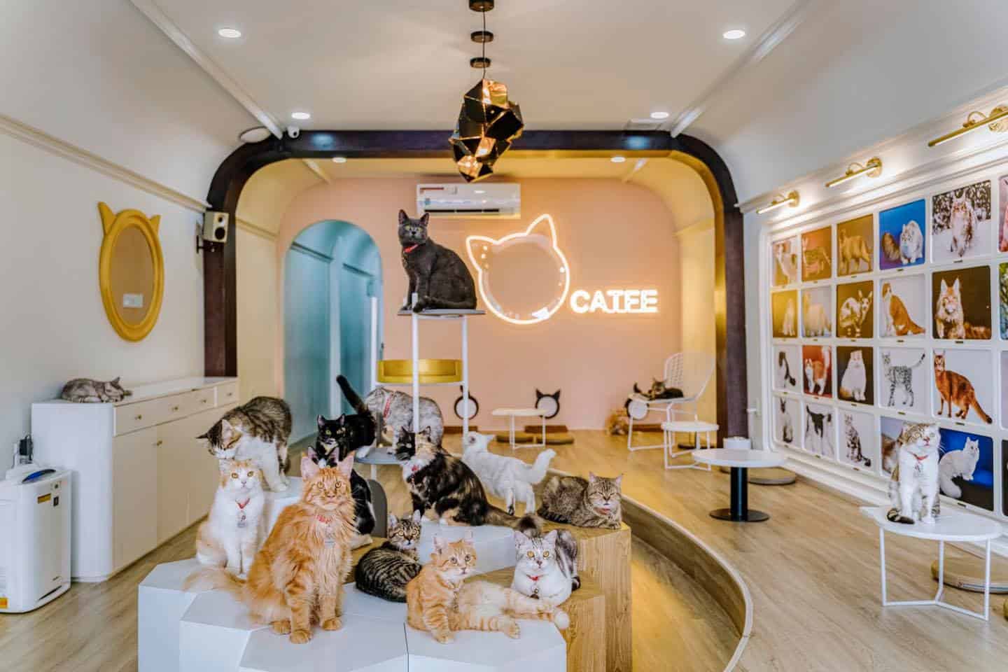Famous Pet Cafés Around the World