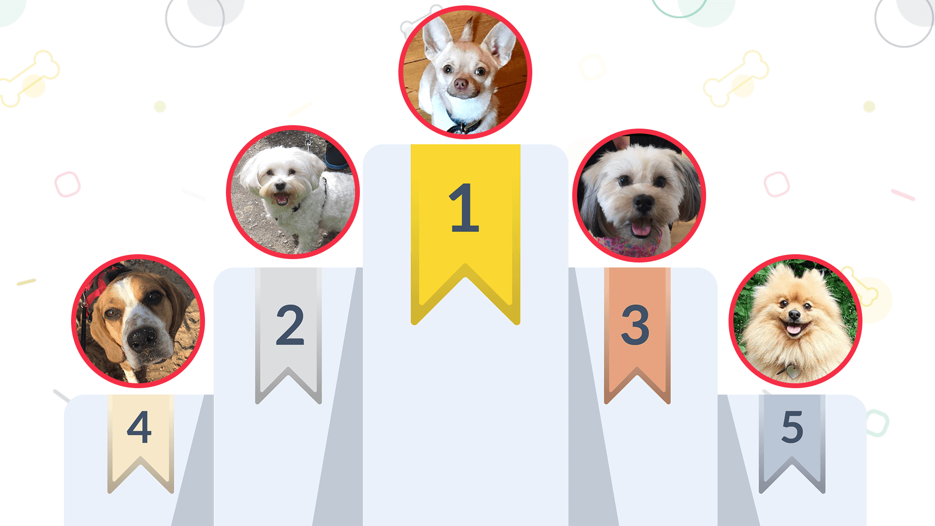 The Longest-Living Pet Breeds