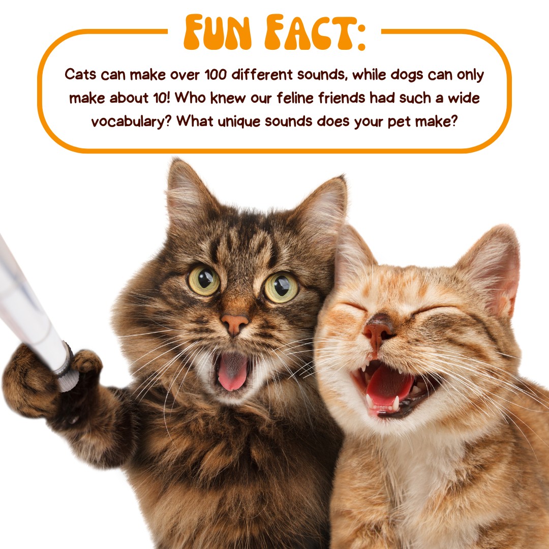 Interesting Facts About Cats