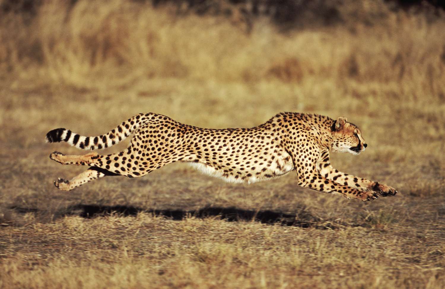 Current Wildlife Conservation Programs: Protecting Our Planet’s ...