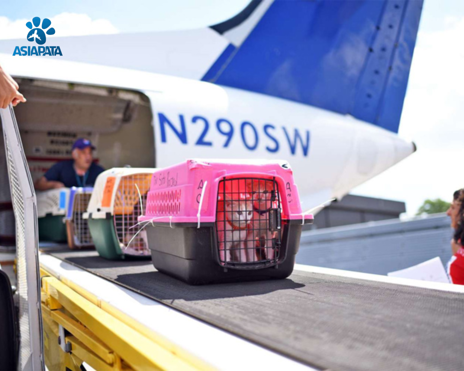 Why You Should Choose an IATA-Certified Agent When Shipping Your Pet ...
